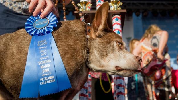 World's ugliest dog contest won by Quasi Modo - BBC Newsround