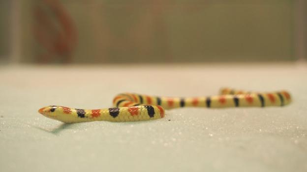 Snake walk: The physics of slithering - BBC News