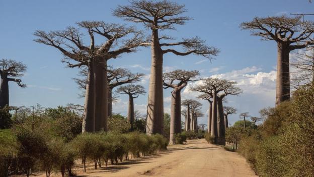 Scientists solve mystery of ancient 'tree of life' - BBC News