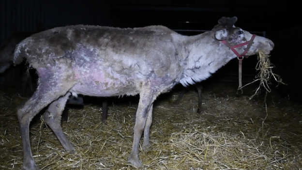 Secret cameras reveal reindeer abuse at animal centres - BBC News