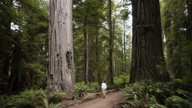 Where are the tallest trees in the world? - BBC Newsround