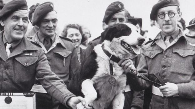Heroic D-Day pigeon from Portsmouth remembered on Dickin Medal 80th ...