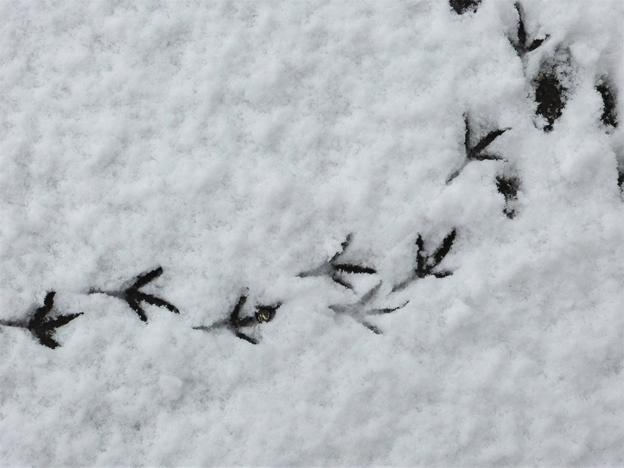 Your pictures on the theme of 'winter walks' - BBC News