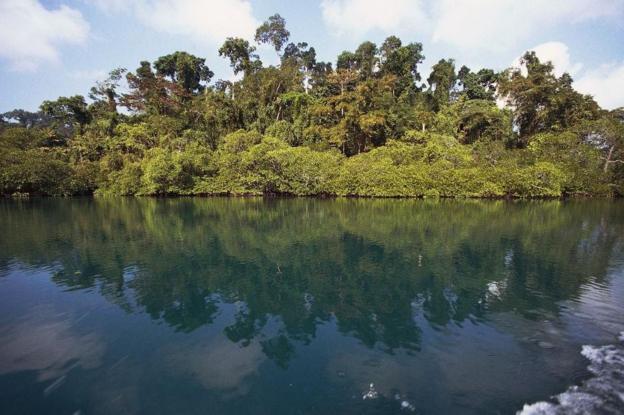 Andaman Islands: The 'upside-down' sex life of a rare Indian frog ...