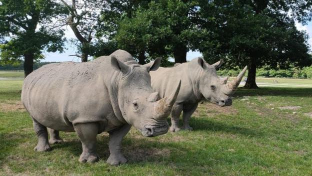 One of Knowsley Safari Park's oldest rhinos dies aged about 40 - BBC News