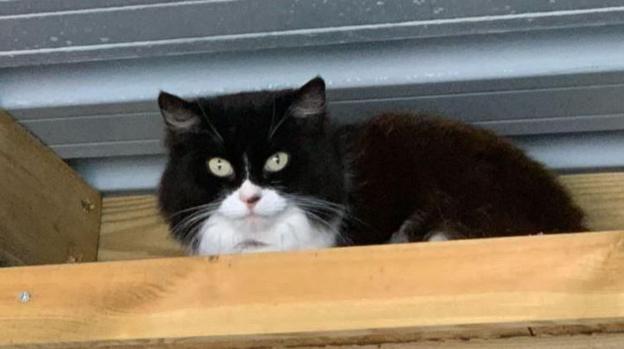 Two cats return to rescue centre after being let out in break-in - BBC News