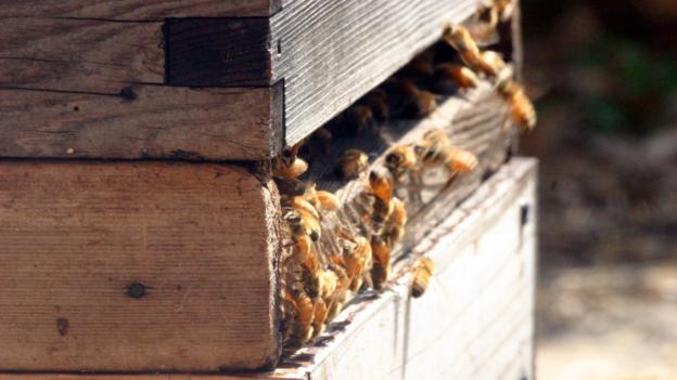 YouTube beekeeper died from sting while not wearing protective hat ...