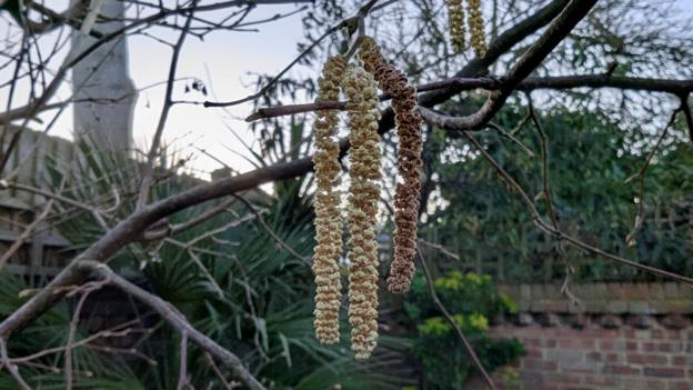 Severe pollen season causing hay fever symptoms for allergy sufferers ...