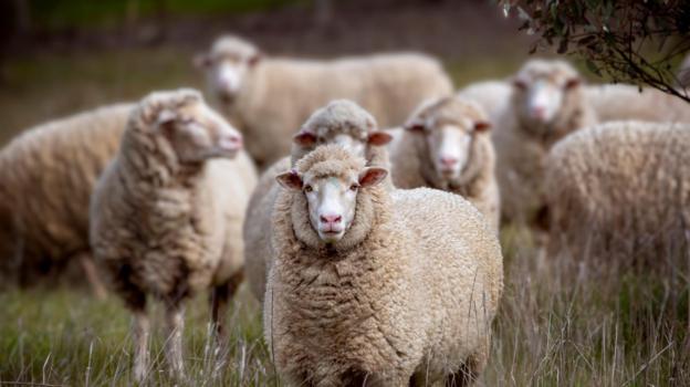 Dyfed Powys: Alleged sheep rustler arrested after 63 ewes stolen - BBC News