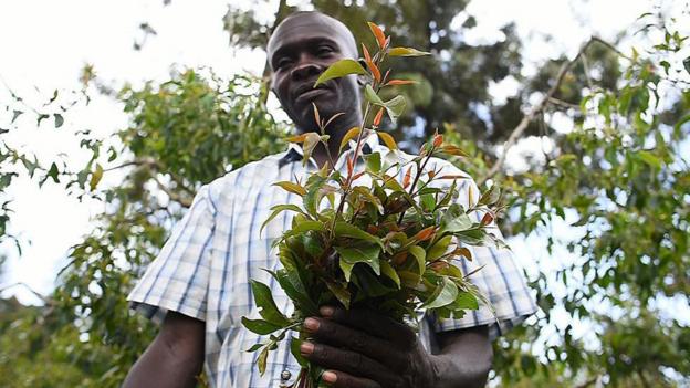 Khat: What happened to the banned and 'forgotten' drug? - BBC News