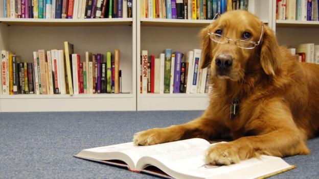 School pets: Tell us if you have a classroom dog, bird or hamster - BBC ...