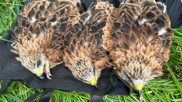 UK red kites bring Spanish cousins back from the brink - BBC News