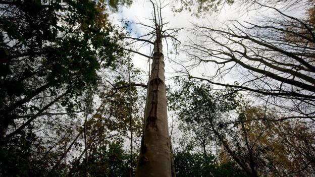Shoots of hope for Britain's cherished ash trees - BBC News