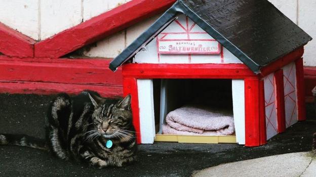 Statue of much-loved Saltburn cat Hendrix nearing completion - BBC News