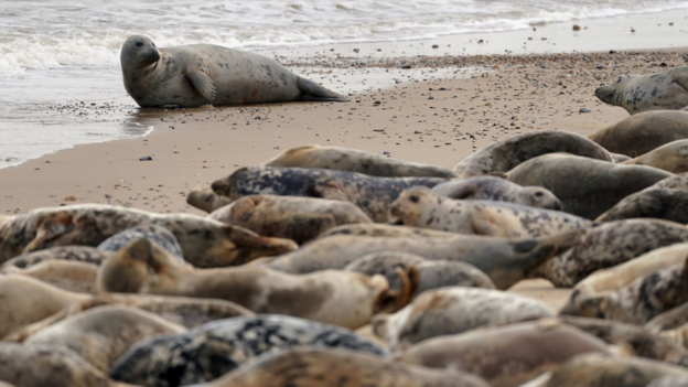 Council bans flying rings from beaches to save seals - BBC Newsround