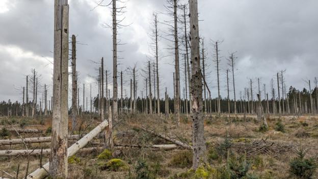 Dogs and drones join forest battle against eight-toothed beetle - BBC News