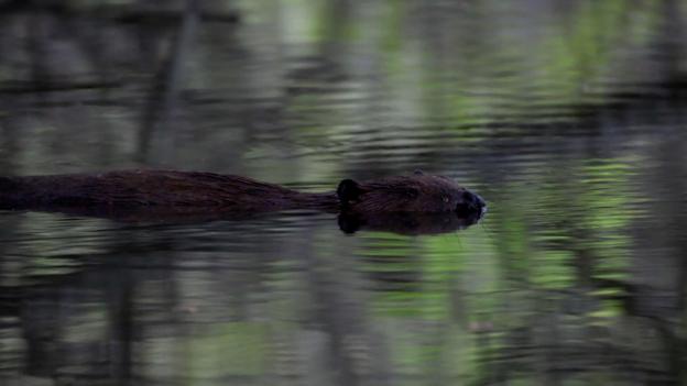 Knepp sees surge in biodiversity since start of rewilding scheme - BBC News