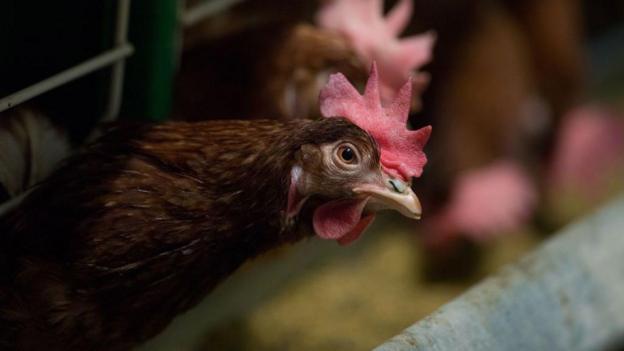KFC, Nando's, and others ditch chicken welfare pledge as demand soars ...