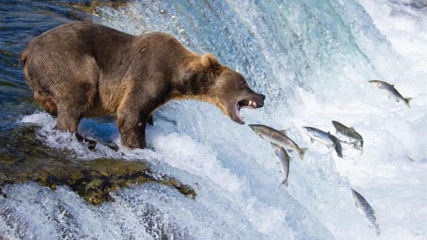 Fat Bear Week: Who was crowned the winner this year? - BBC Newsround