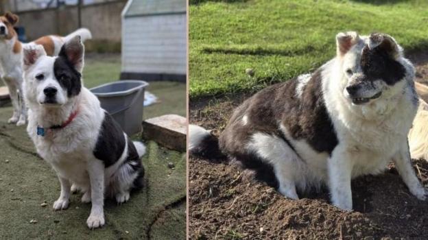 Hull rescue charity helps 'morbidly obese' dog lose weight - BBC News