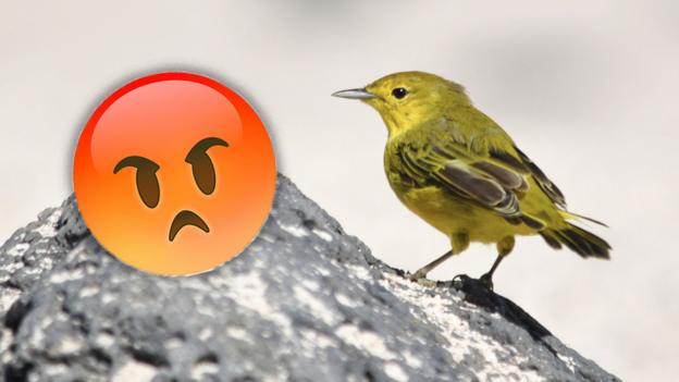 Angry birds: Scientists find these warblers have road rage - BBC Newsround