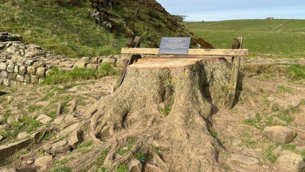 Sycamore Gap tree: The story so far - BBC News