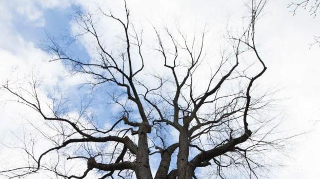 Brighton and Hove tree inoculation to tackle elm disease spread - BBC News