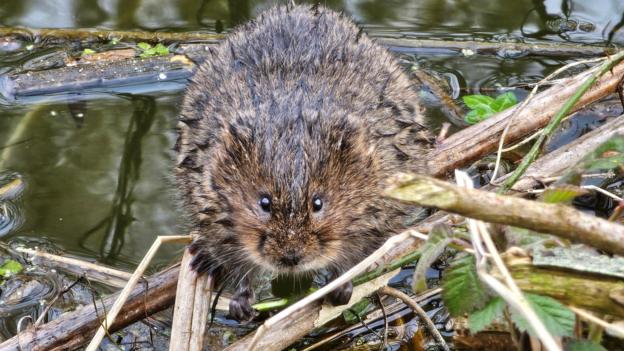 Call for volunteers to spot endangered water voles - BBC News