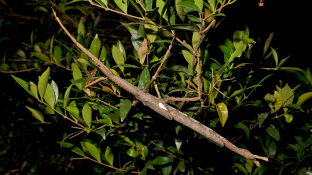 Huge stick insect Acrophylla alta found in Queensland, Australia - BBC ...
