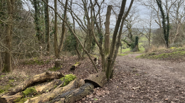 More than 1,000 trees with ash dieback felled in Herefordshire - BBC News