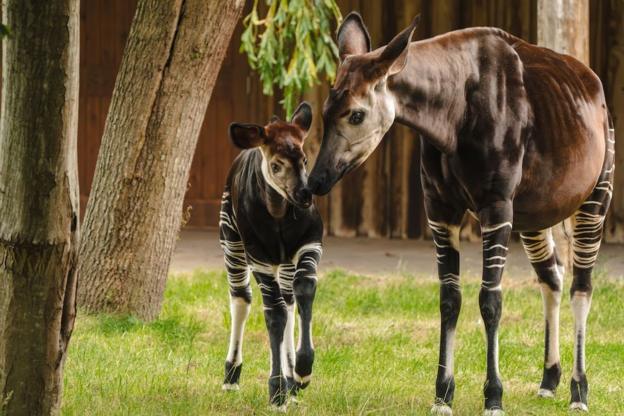 Rare African okapi born at Chester Zoo - BBC Newsround