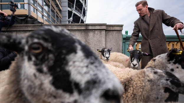 Damian Lewis shepherds sheep over London bridge - BBC News