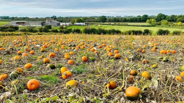 Great Dalby family farm's 'huge relief' to see pumpkins - BBC News