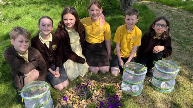 Kent primary schools involved in butterfly release project - BBC News