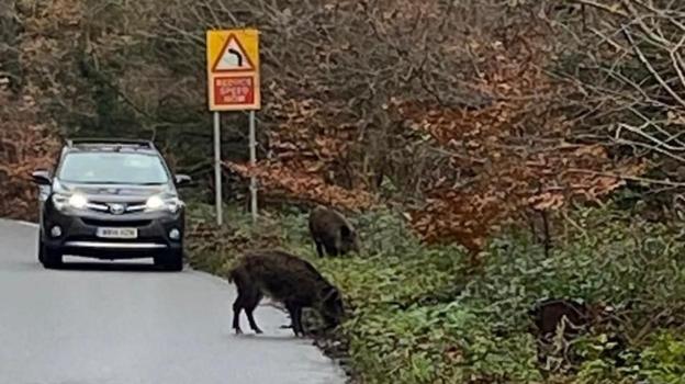 Wild boars fighting in Petersfield road prompts police warning - BBC News