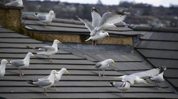 Bird flu confirmed in Devon seagull - BBC News