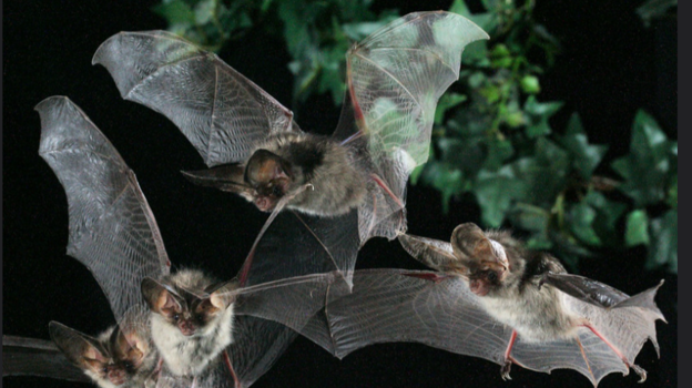 Completed Bailiwick Bat Survey has 'revolutionised' knowledge - BBC News