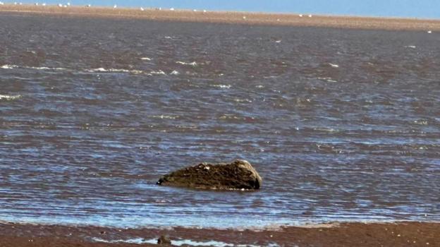Rescuers find that 'crying seal in distress' is just a rock - BBC News
