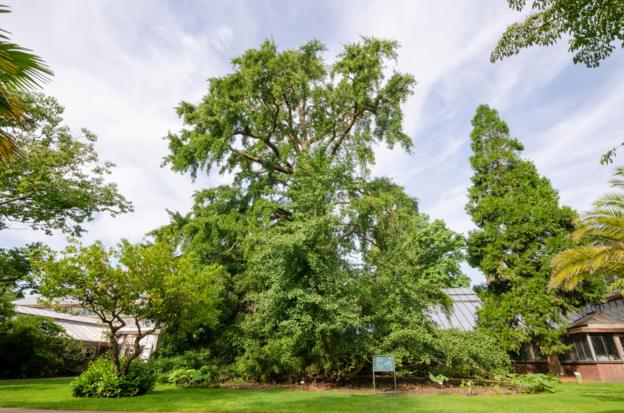 300 year-old Polish beech wins Tree of the Year contest - BBC News