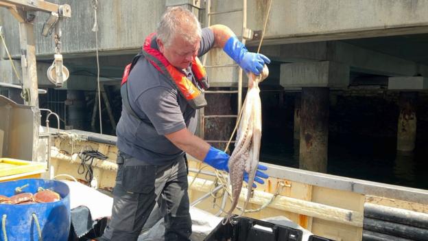 Future rare octopus blooms 'likely' in UK seas - BBC News