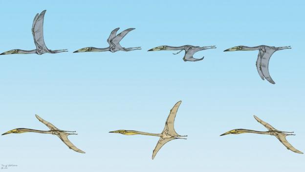 How did pterosaurs become giants of the sky? - BBC Newsround