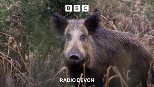Devon | Latest News & Updates | BBC News