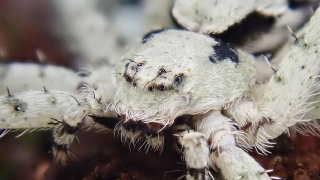 Rare lichen spider spotted in Cornwall - BBC News