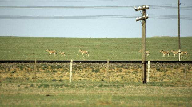 Animal migration online map launched for first time - BBC Newsround