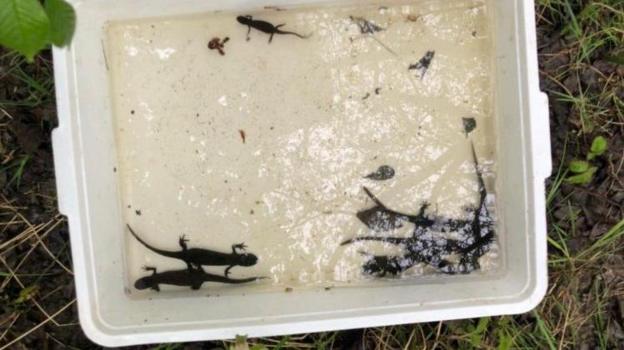 Swindon ponds are home to protected newt, survey finds - BBC News