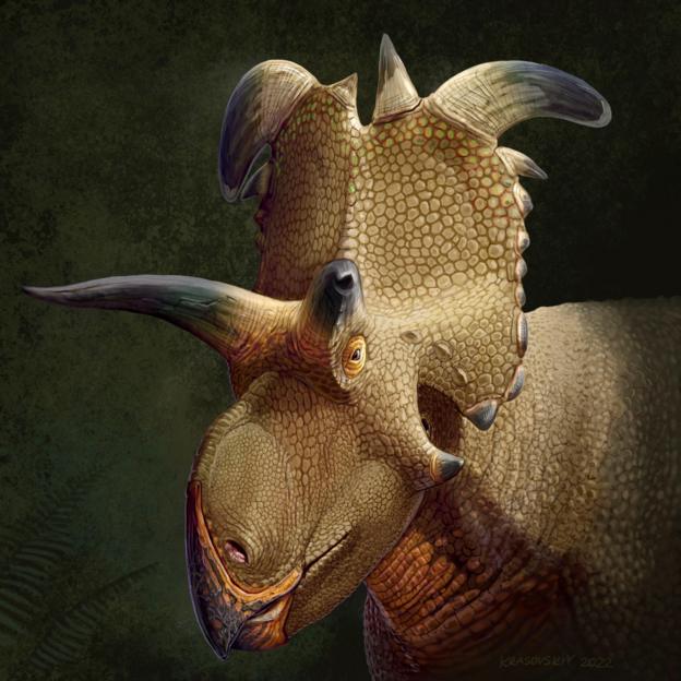 Lokiceratops: New dinosaur with fancy horns discovered - BBC Newsround