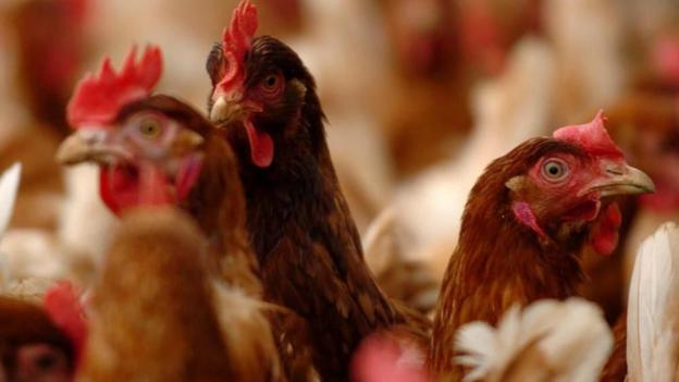 Bird flu restrictions imposed across four counties - BBC News