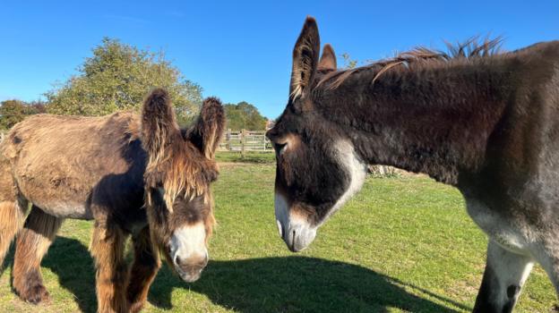 Huttoft sanctuary home to two record-breaking donkeys - BBC News
