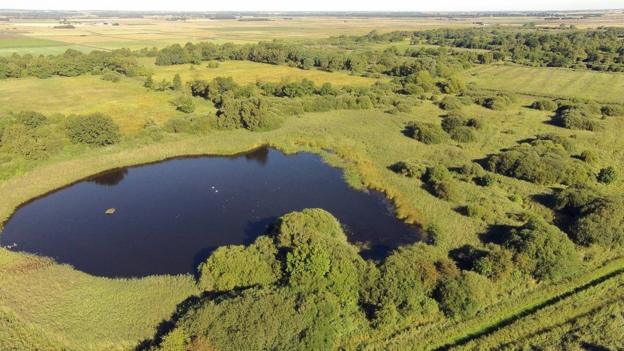 The Fens wetland farming project tests net zero and food security - BBC ...