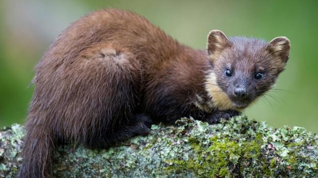 BBC Winterwatch: Mount Stewart shows nature bouncing back - BBC News